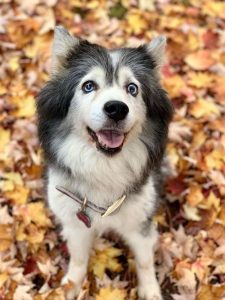 Huskimo: 11 Things You Didn’t Know About