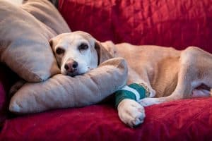 Hemorrhagic Gastroenteritis (HGE) In Dogs