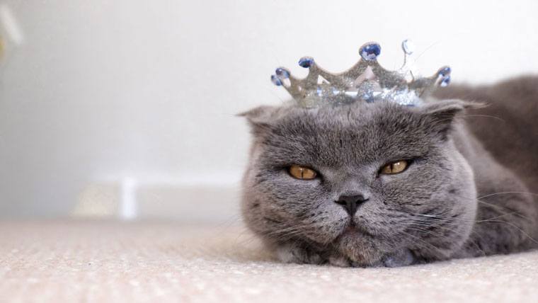 10 Cat Breeds With Flat Faces That Are Sure To Steal Your Heart