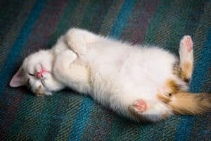 What Do Your Cat’s Sleeping Positions Mean?