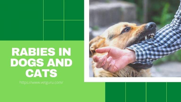 Rabies in Dogs and Cats - Diagnose and Treatment