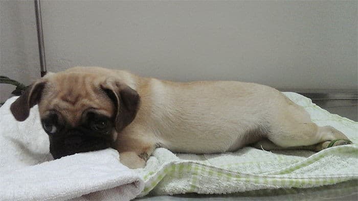 Rabies in Dogs and Cats - Diagnose and Treatment