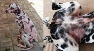 Eczema In Dogs: Symptoms, Causes, & Treatments