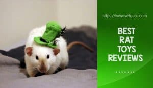 The 5 Best Rat Toys - Buying Guide & FAQs 2021