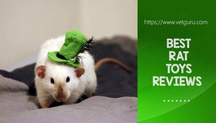 The 5 Best Rat Toys - Buying Guide & FAQs 2021