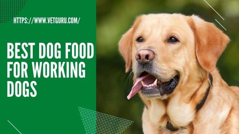 Best Dog Food for Working Dogs [Review 2021]
