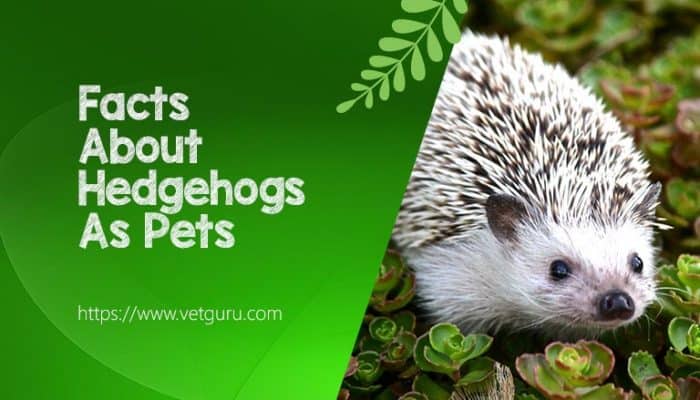 14 Facts About Hedgehogs As Pets