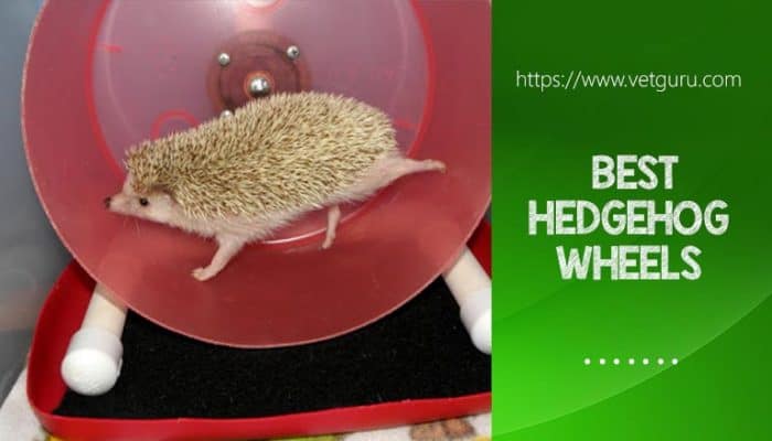 The 5 Best Hedgehog Wheels 2021