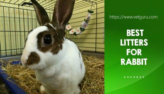 The 5 Best Litters For Rabbit 2021 Reviews
