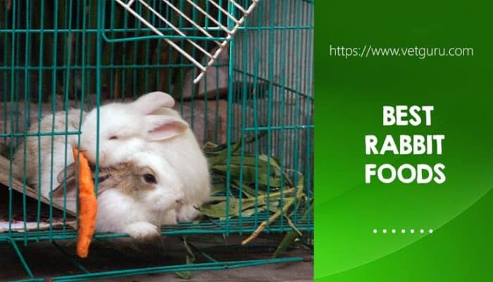The 5 Best Rabbit Foods 2021