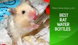 The 5 Best Rat Water Bottles 2021