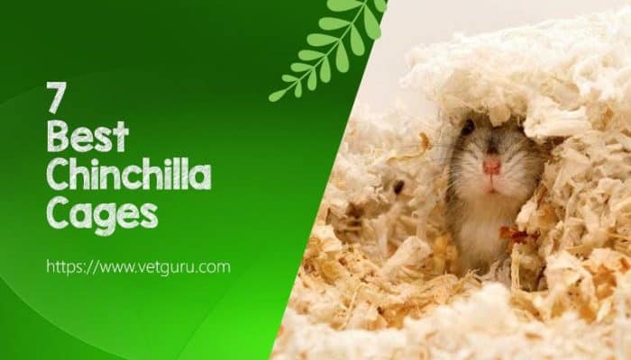 The 7 Best Rat Beddings for Reducing Odor 2021