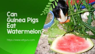 Your Piggie’s Diet Check: Can Guinea Pigs Eat Watermelon?