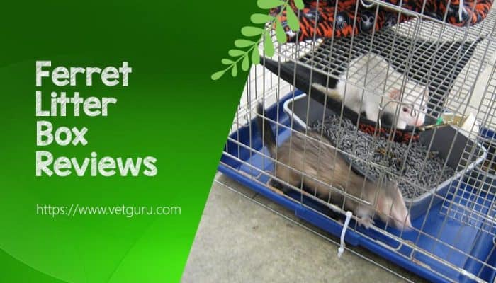 5 Best Ferret Litter Box