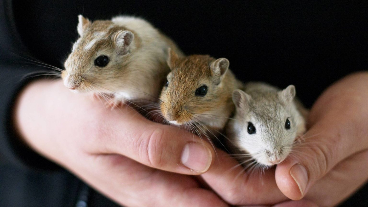 Fat-Tailed Gerbil Guide: Everything You Need to Know