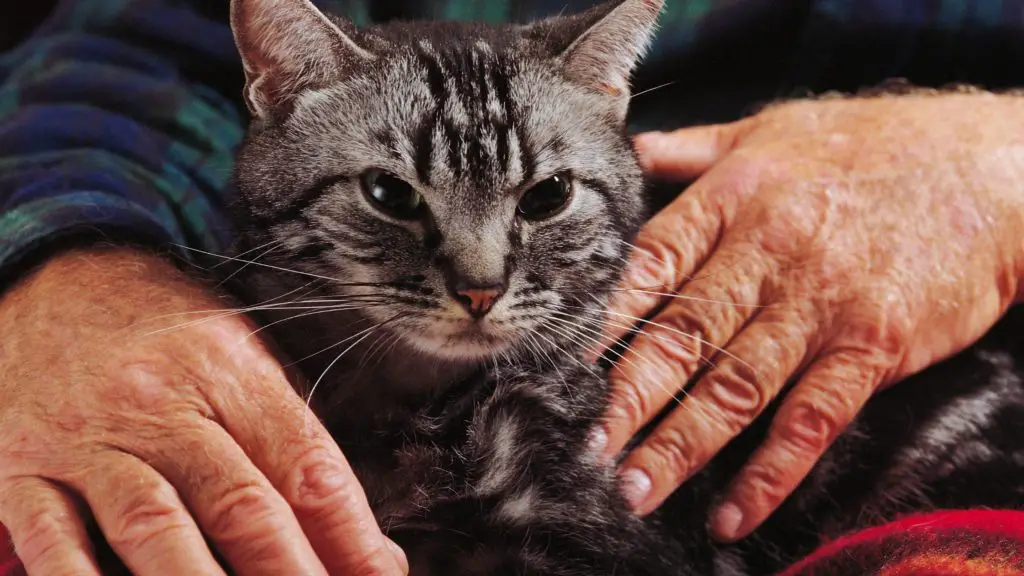 How Long Do Cats Live? Cat Lifespan, Tips, and More