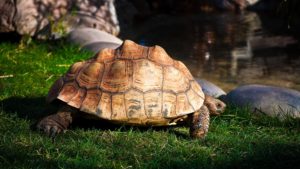 How Much Does a Tortoise Cost: Factors Affecting Tortoise Prices