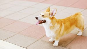 Corgi Tail - Should they be Short or Long? Should Corgi Tails be Docked?