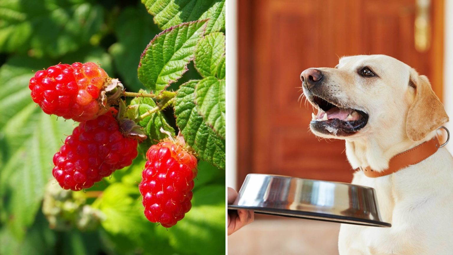 Can Dogs Eat Raspberries: What Happens if Dogs Eat Raspberries?