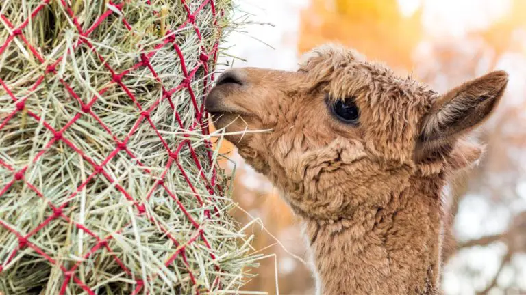 What Do Alpacas Eat? Guide to Alpaca’s Food List