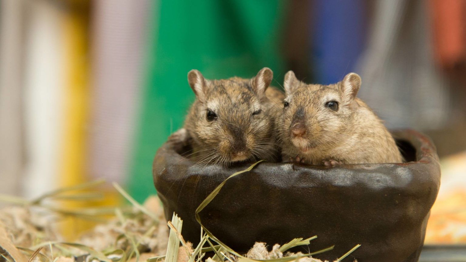 Fat-Tailed Gerbil Guide: Everything You Need to Know