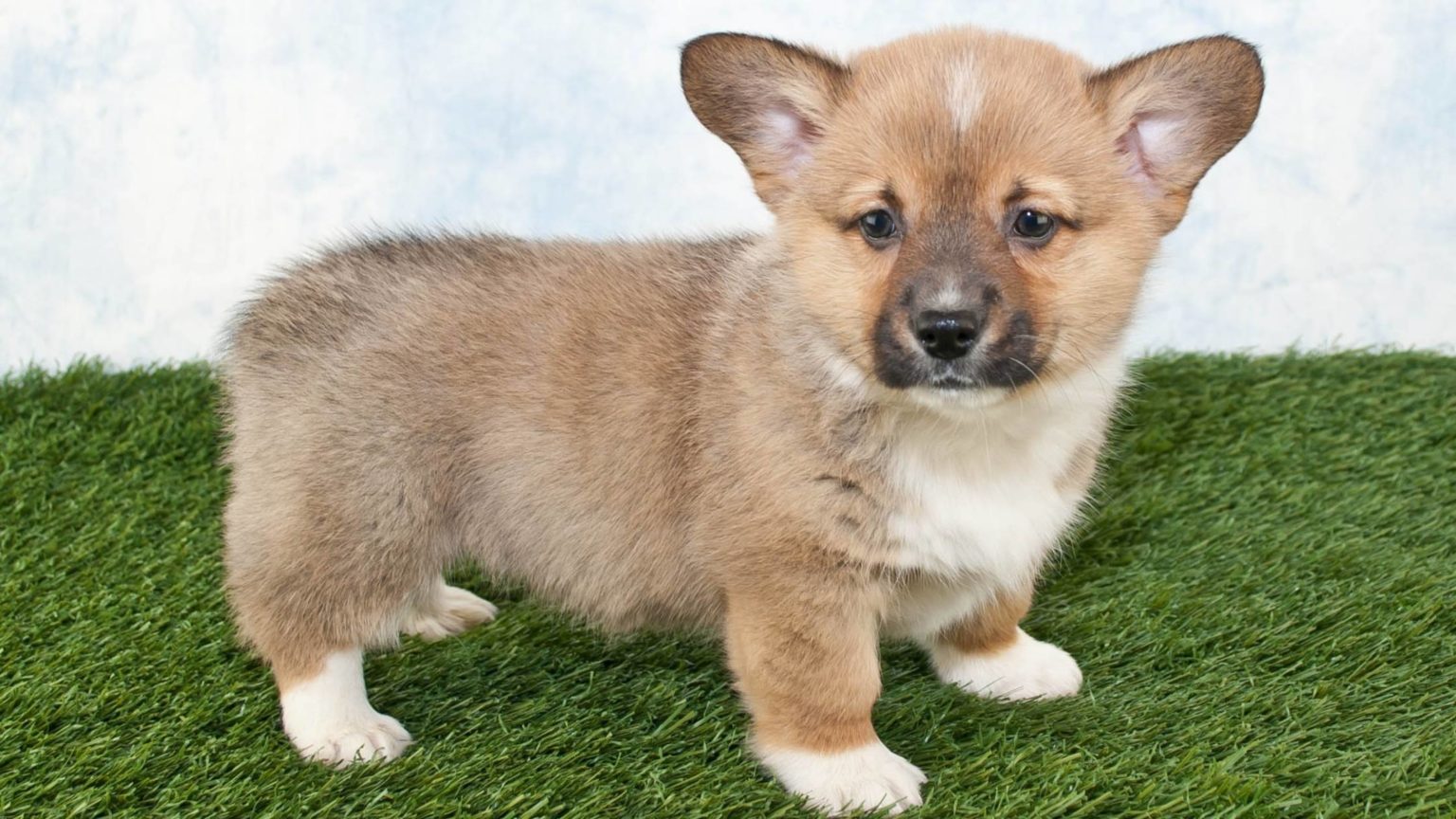 Corgi Tail - Should they be Short or Long? Should Corgi Tails be Docked?