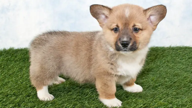 Corgi Tail - Should they be Short or Long? Should Corgi Tails be Docked?