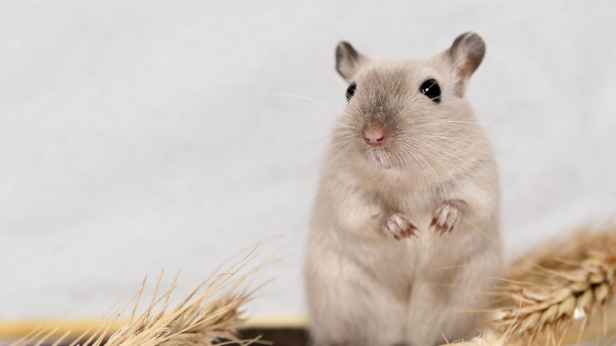 Fat-Tailed Gerbil Guide: Everything You Need to Know