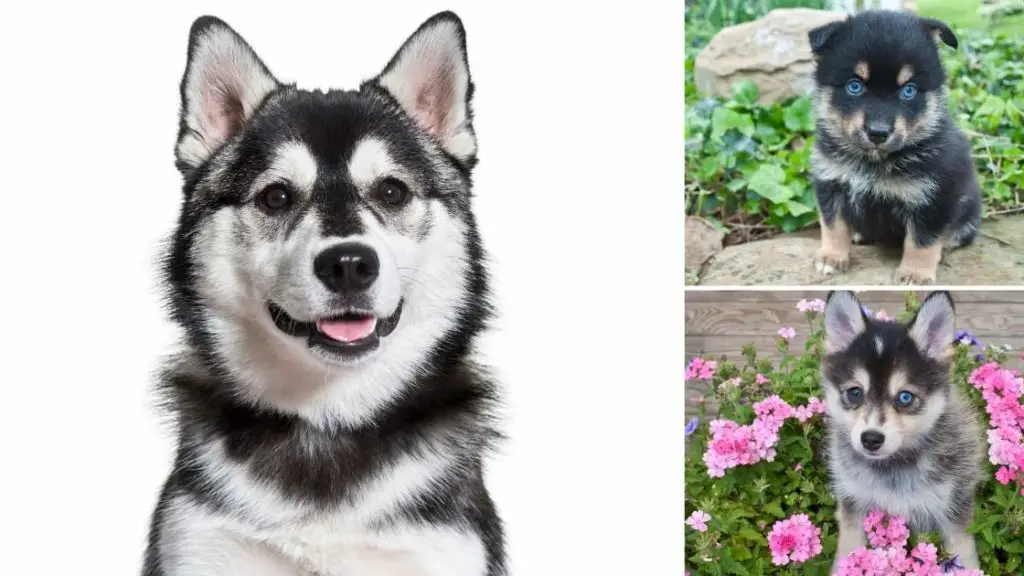 Pomskies: A Guide To Buying and Raising Pomskies