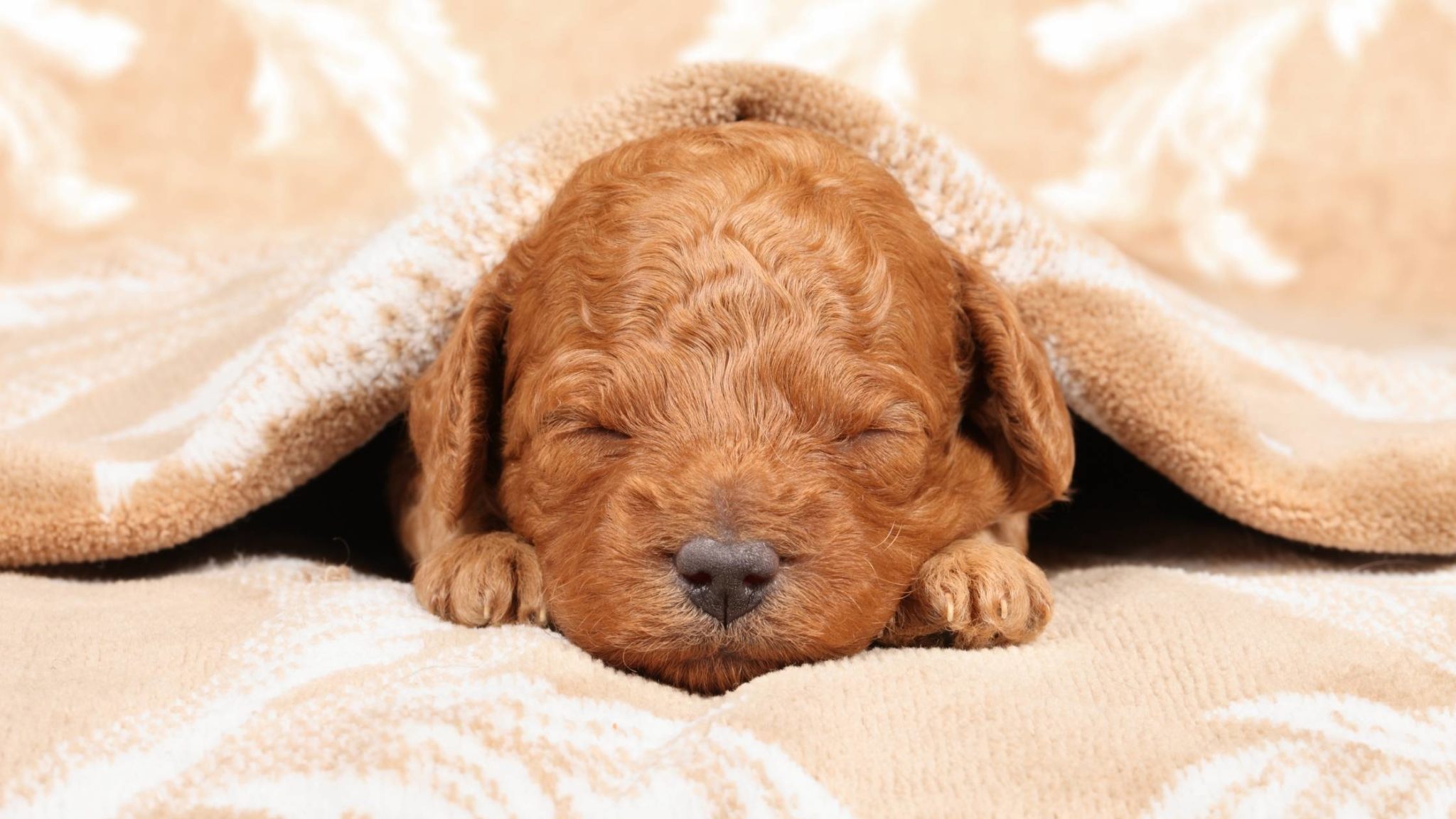 Poodle Tail Docking: Why do They cut off Poodle Tails?