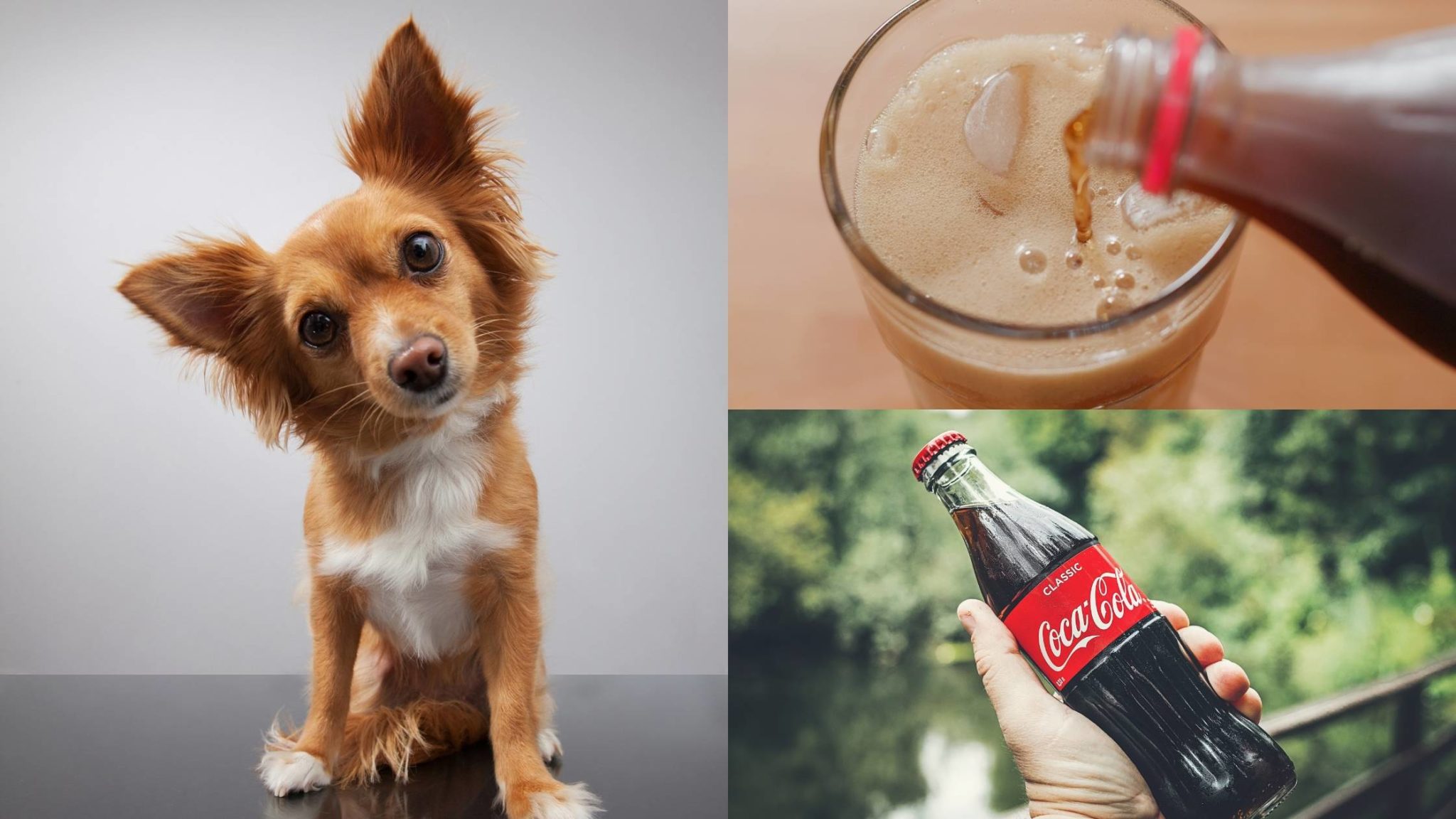 Can Dogs Drink Soda: What Happens if a Dog Drinks Soda?
