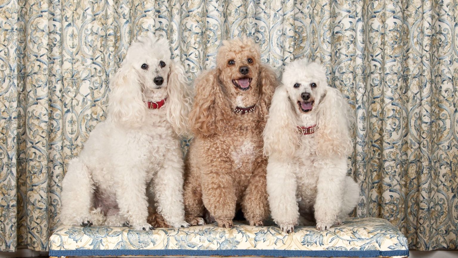 Poodle Tail Docking: Why do They cut off Poodle Tails?