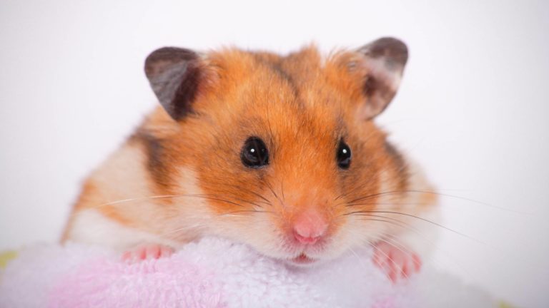 Teddy Bear Hamster: What Owners Should Know Before Buying