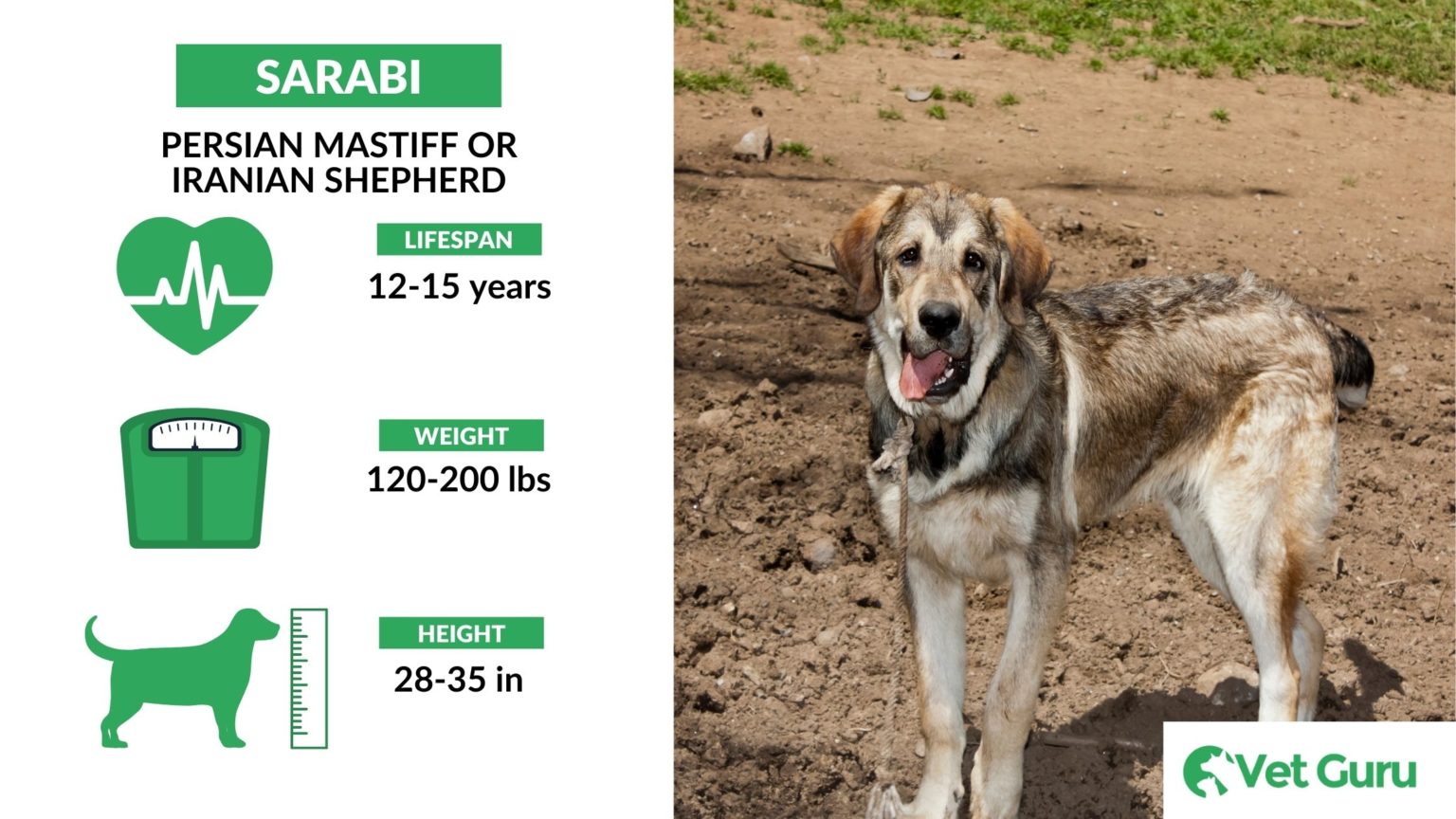 Sarabi Dog - The Iranian Shepherd/Persian Mastiff Breed