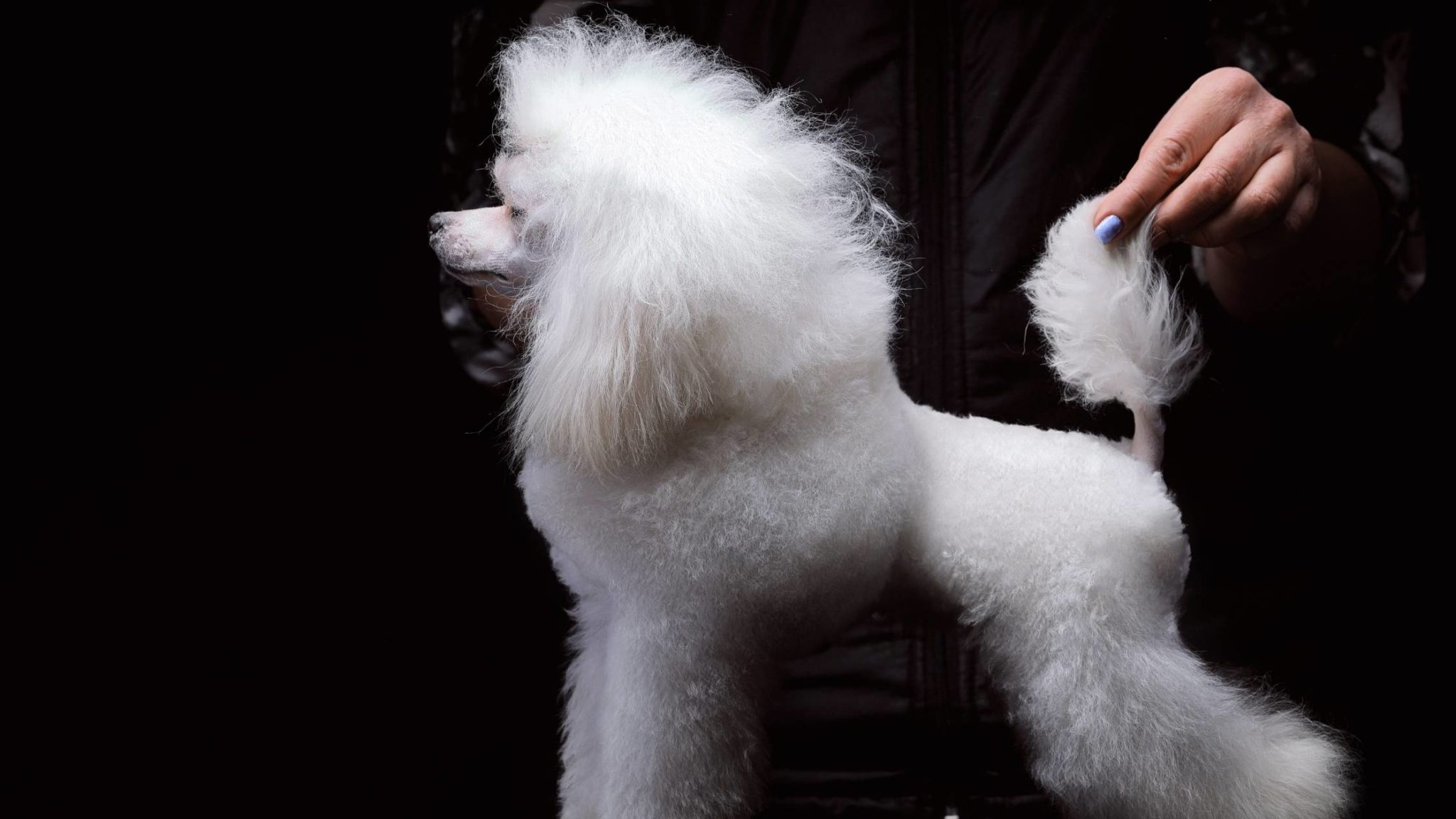 Poodle Tail Docking: Why do They cut off Poodle Tails?