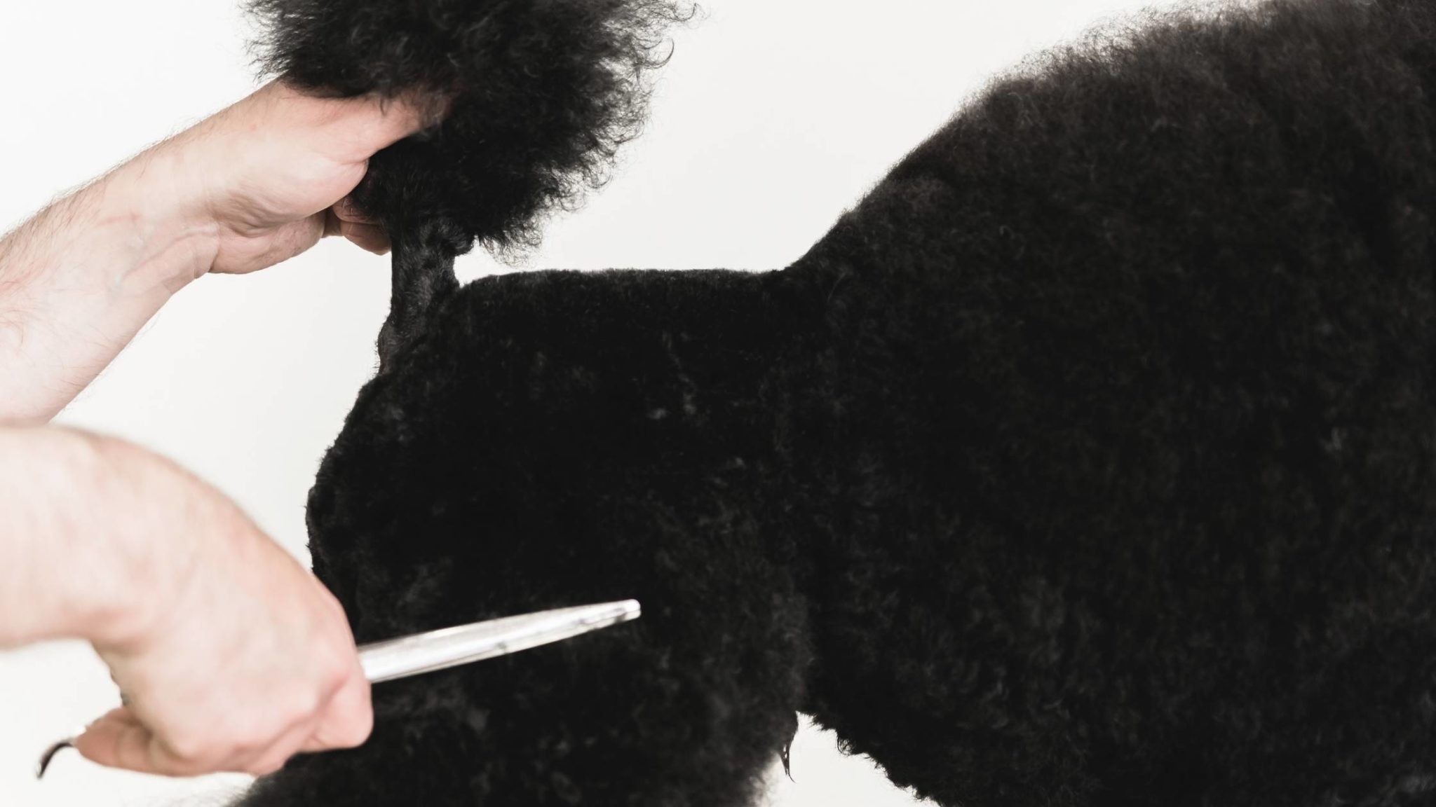 Poodle Tail Docking: Why do They cut off Poodle Tails?