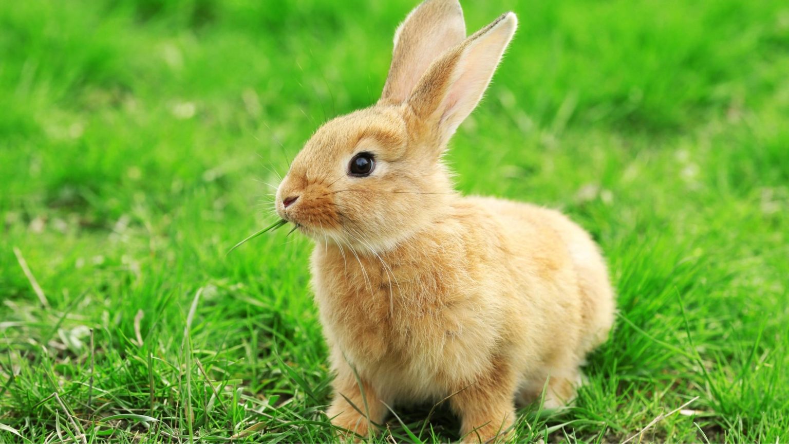 Can Rabbits Eat Pineapple? What Are the Pros and Cons?