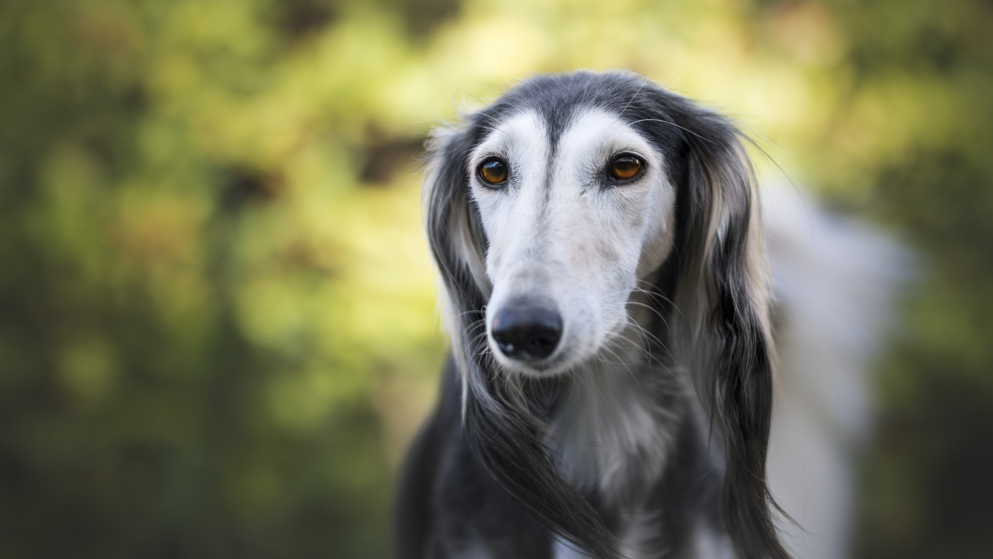 Sarabi Dog - The Iranian Shepherd/Persian Mastiff Breed