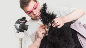 Poodle Tail Docking: Why do They cut off Poodle Tails?