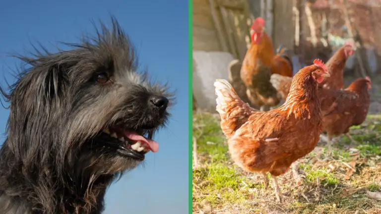 The Top 10 Best Dogs for Chickens