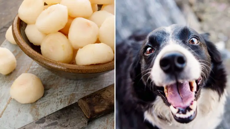 Can Dogs Eat Water Chestnuts? Everything You Need to Know