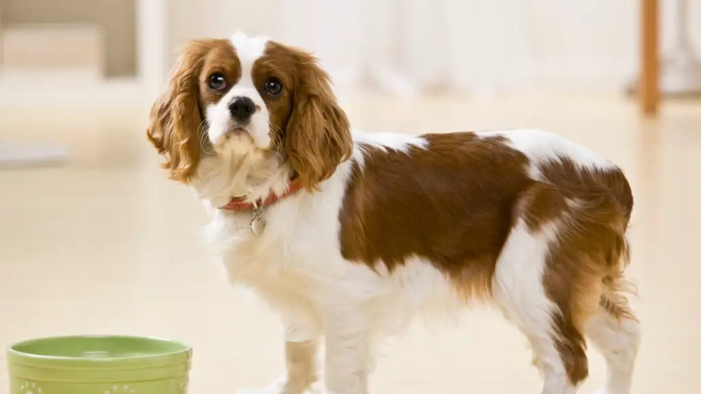 Can Dogs Eat Scallops? Everything You Need to Know Can Dogs Eat Scallops? Everything You Need to Know