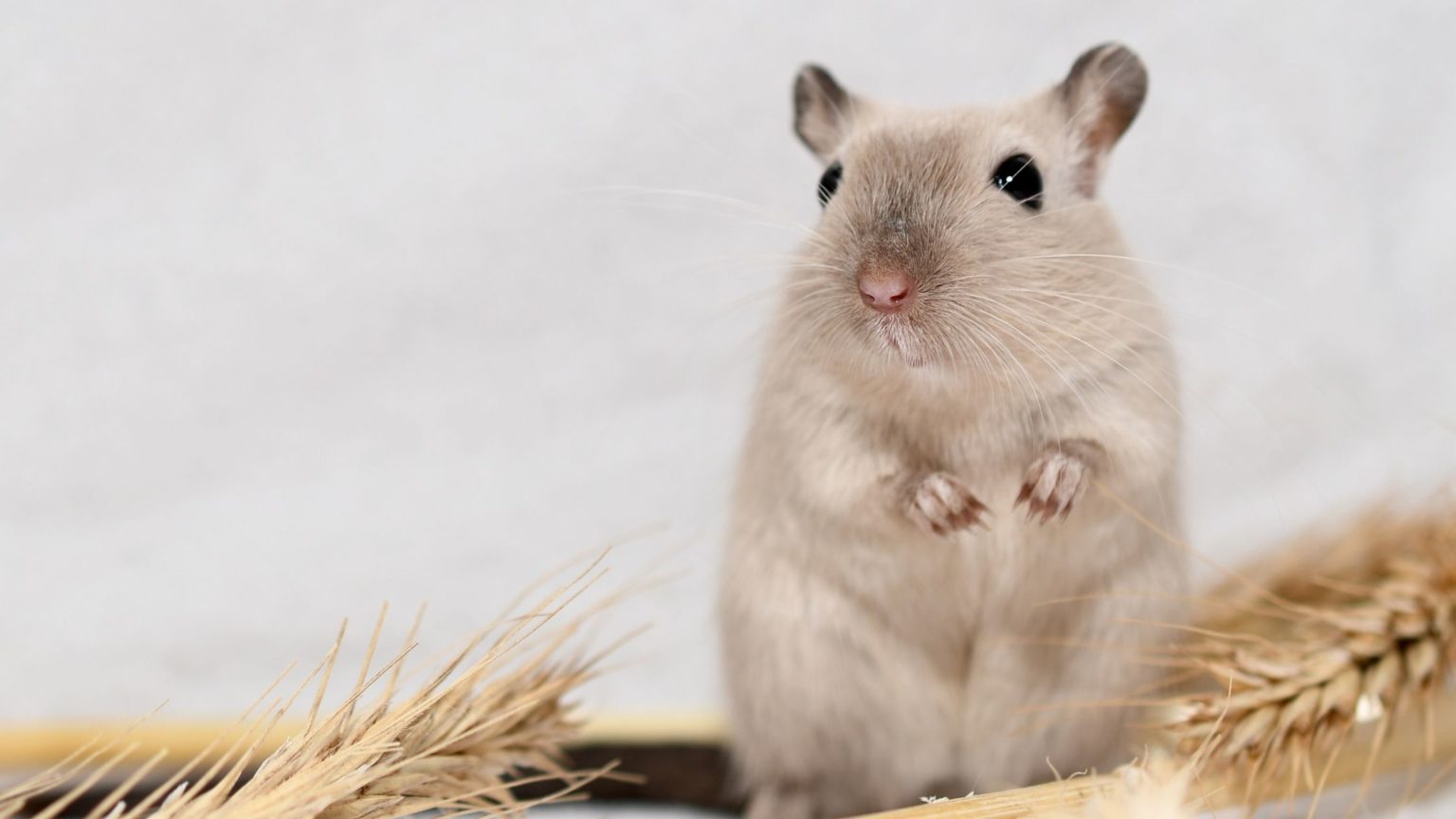 Can Gerbils Eat Apples? Everything You Need to Know