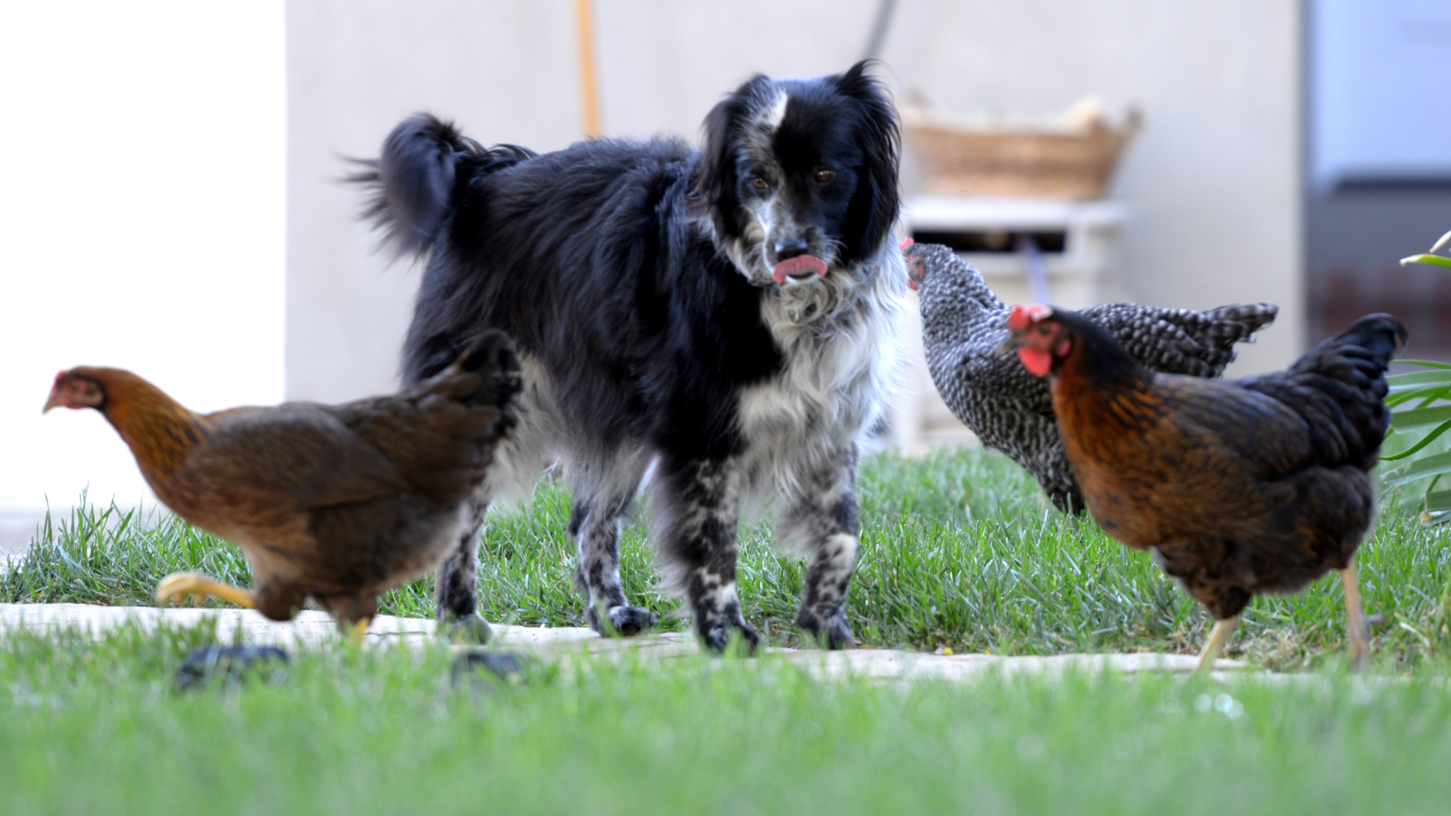 The Top 10 Best Dogs for Chickens