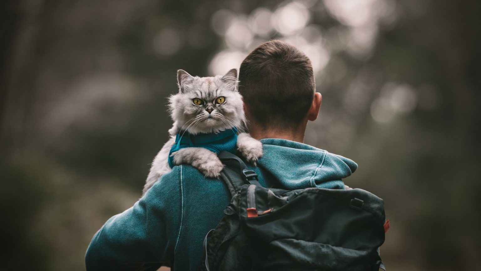 Best Pets for College Students