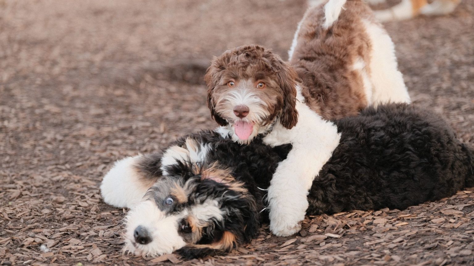 Poogle: Everything You Need to Know about Beagle Poodle Mix