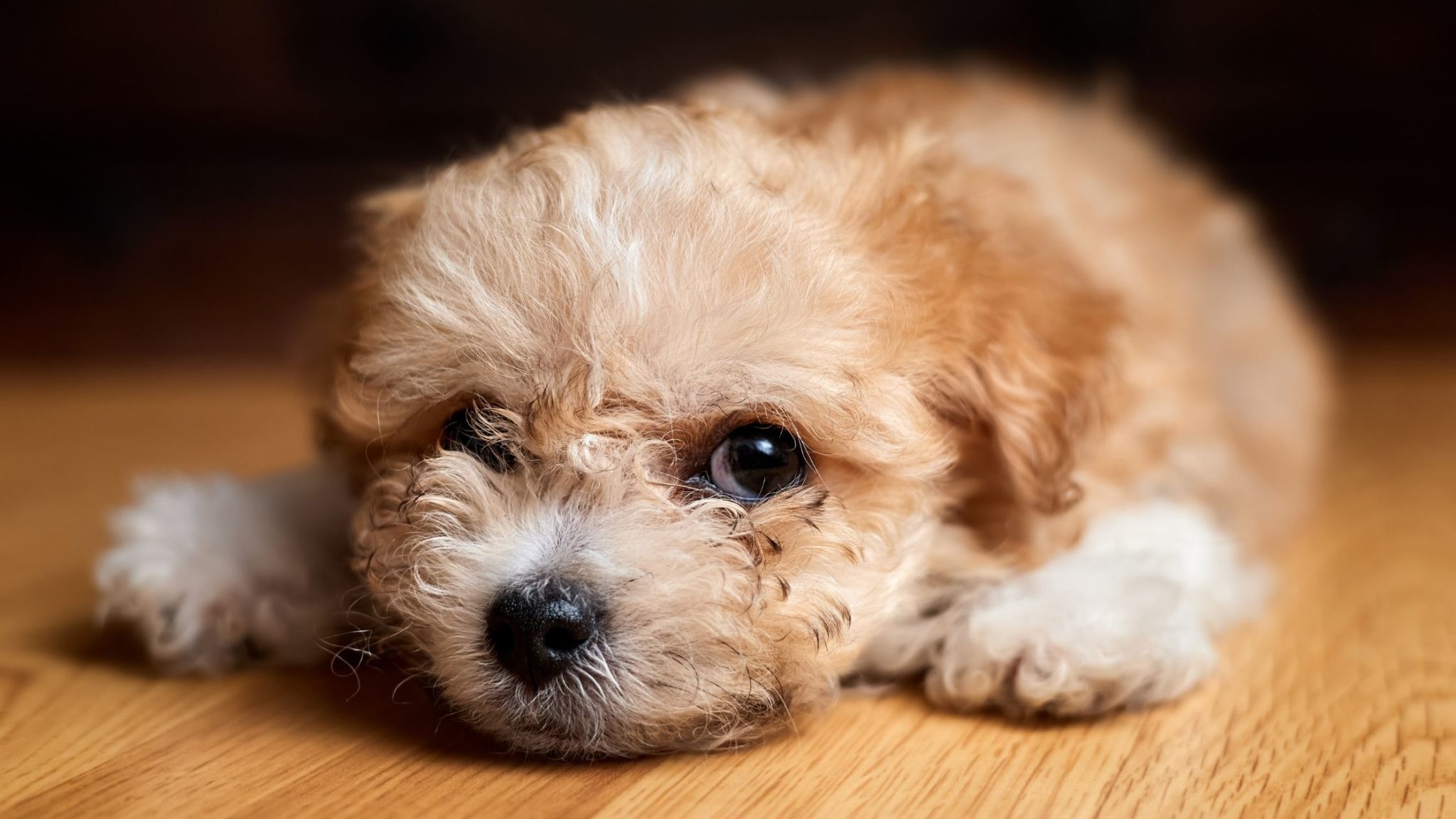 Poogle: Everything You Need to Know about Beagle Poodle Mix