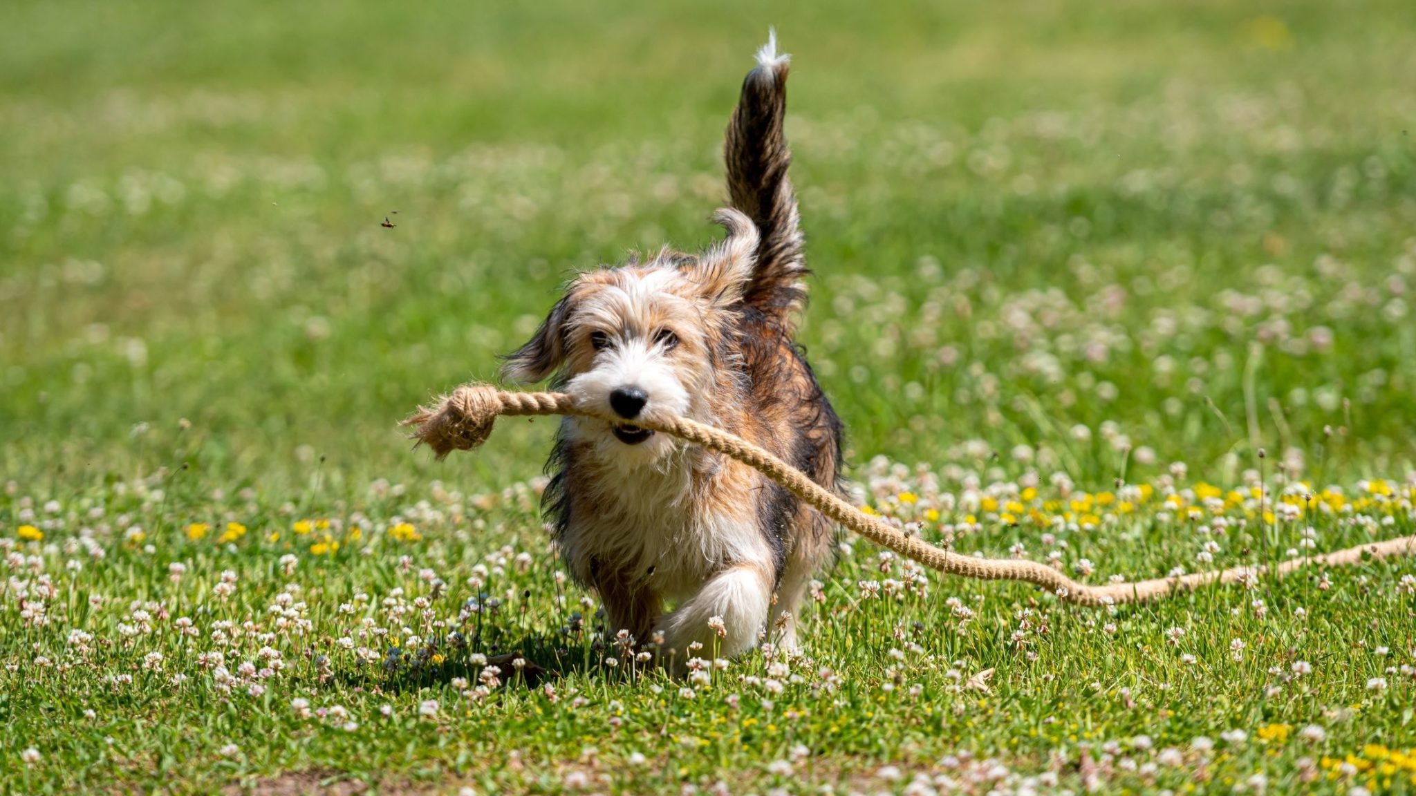 Poogle: Everything You Need to Know about Beagle Poodle Mix
