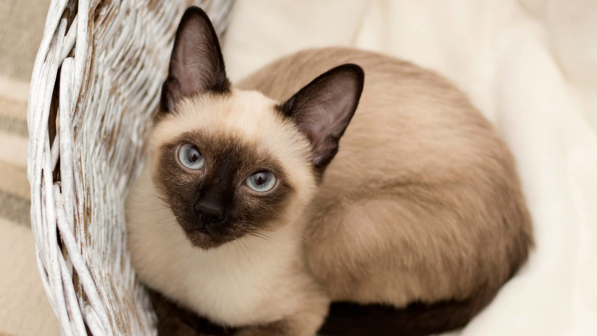 Cat Trilling: Why Do Some Cats Trill and Others Don’t?