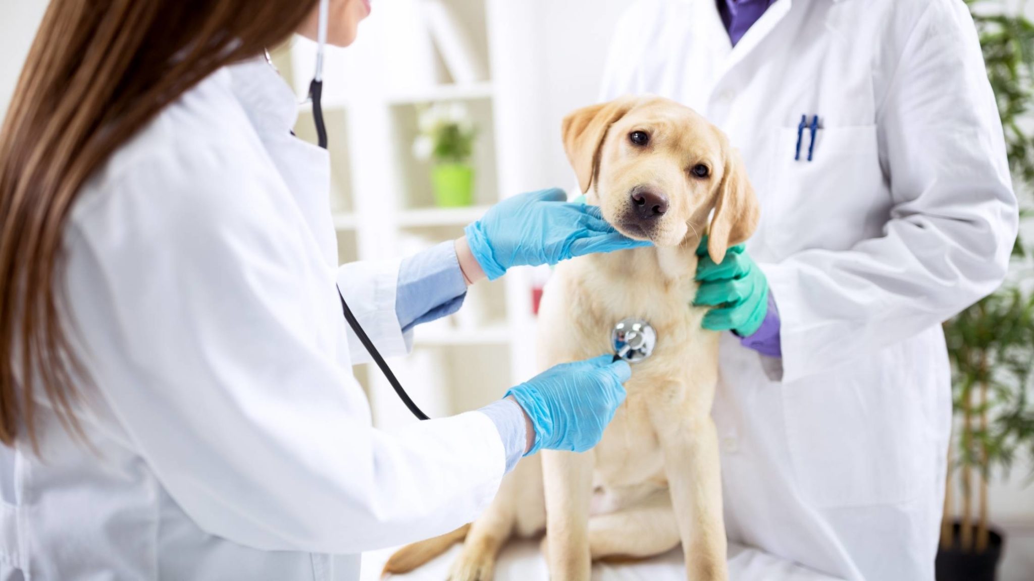 Can Dogs Have Soy Sauce? Everything You Need to Know